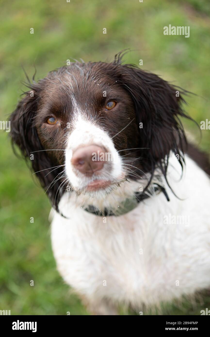 English springer spaniel portrait hi-res stock photography and images ...