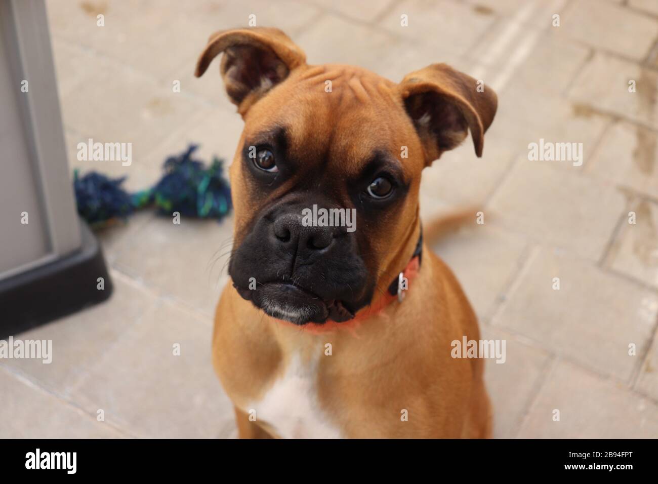 Puppy dog with camera hi-res stock photography and images - Alamy