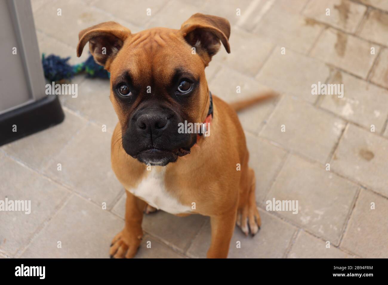 Puppy dog with camera hi-res stock photography and images - Alamy