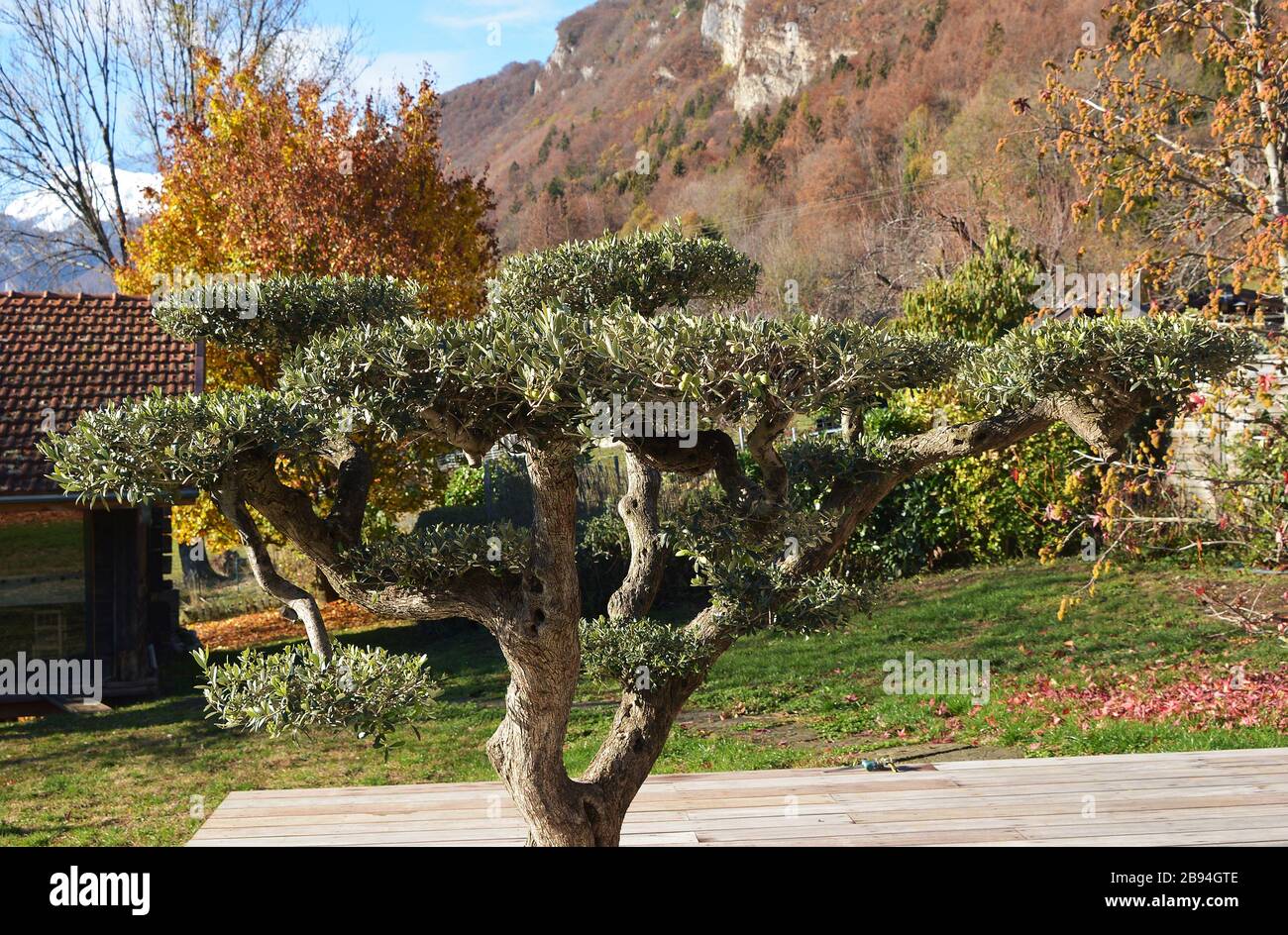 Olive tree cloud cut Stock Photo - Alamy