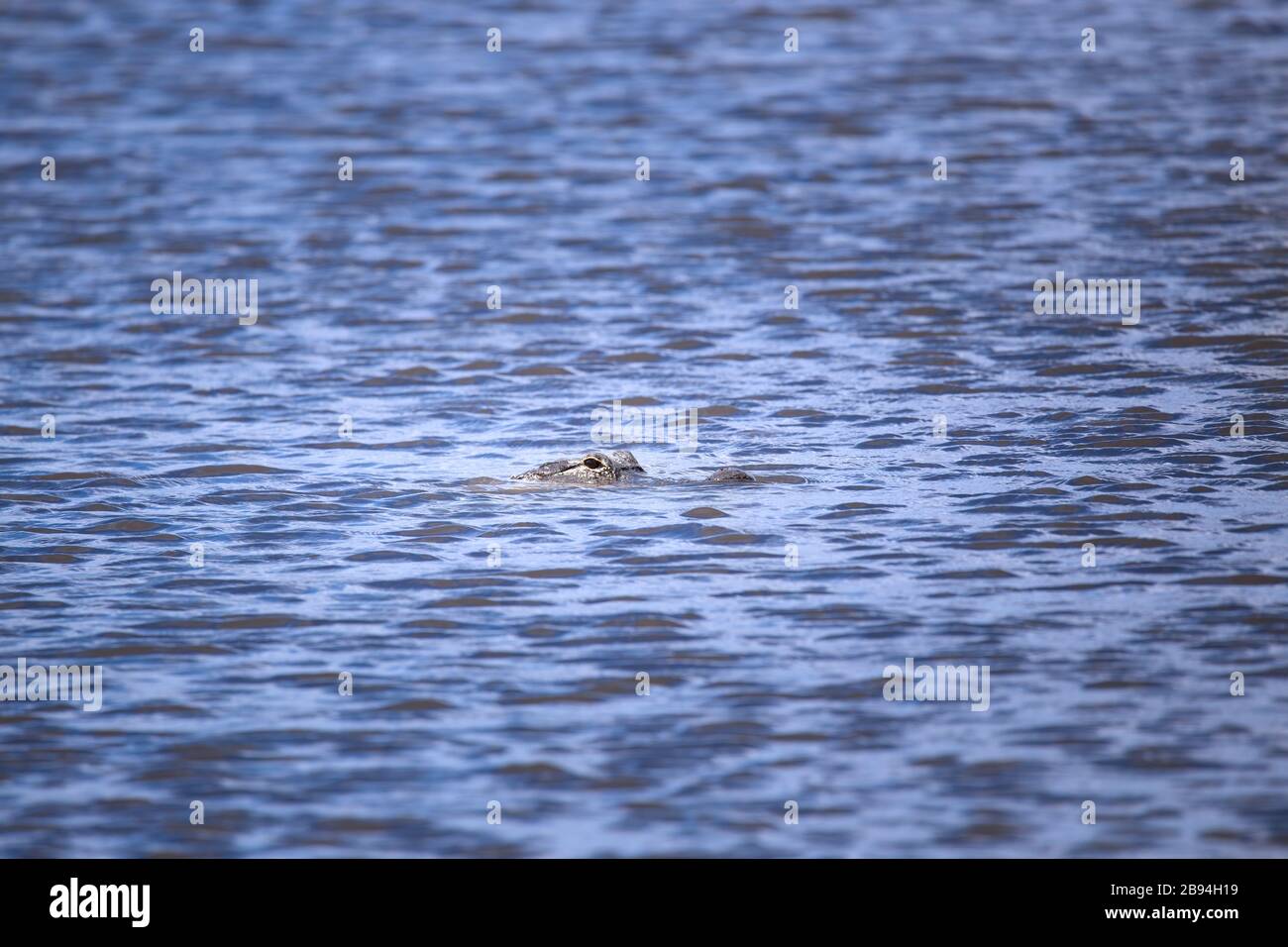 An alligator doing some "social distancing" in the Florida Everglades ...