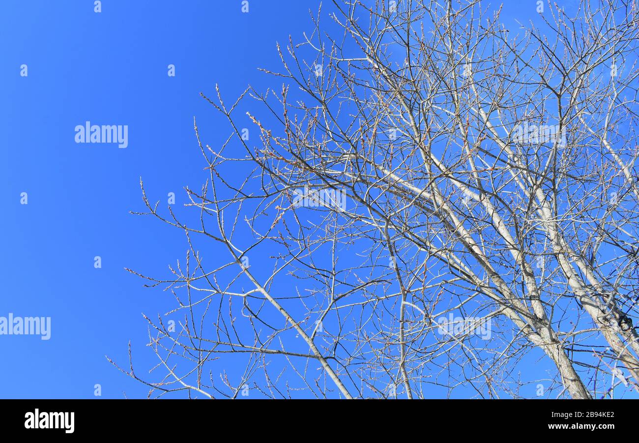 Lovely tree hi-res stock photography and images - Alamy