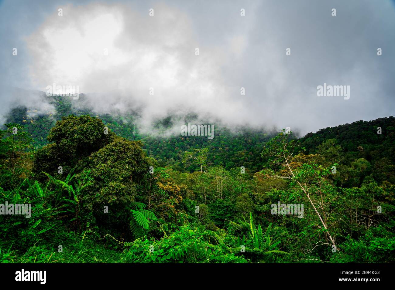 Borneo rain forest with haze in the horizon.Borneo’s magnificent rain ...