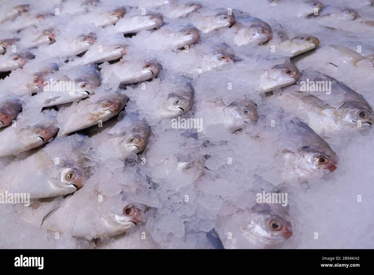 Fish catch display hi-res stock photography and images - Alamy