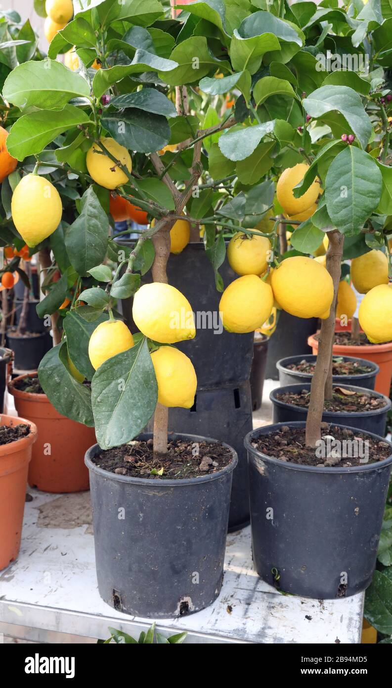 pots of lemon plants with ripe yellow fruits on sale in the greenhouse ...