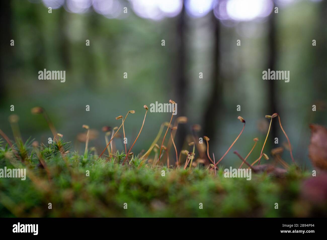Small moss plants growing from the ground, a macro photo from the wild ...