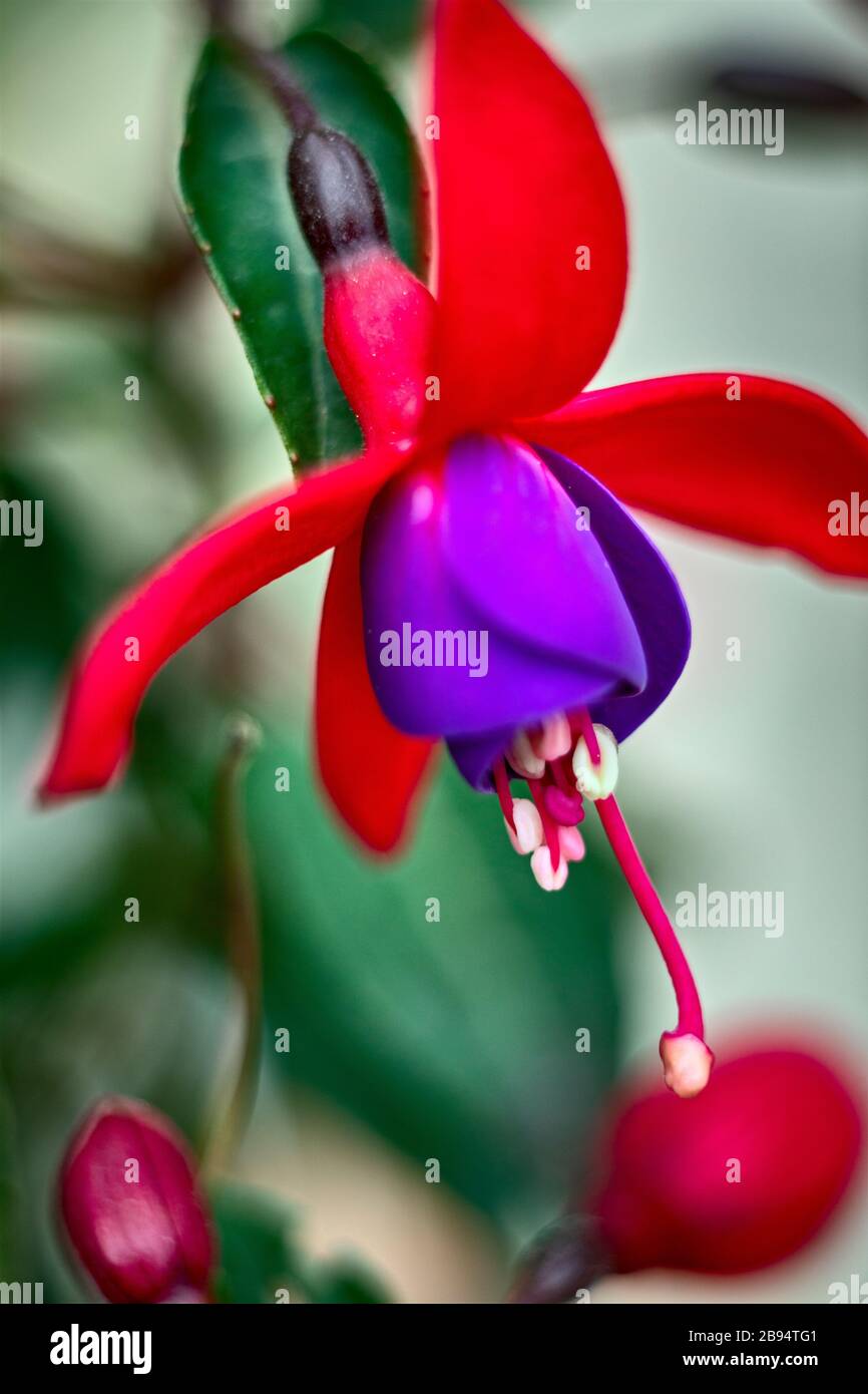 Fuchsia fulgens in a flower field Stock Photo - Alamy