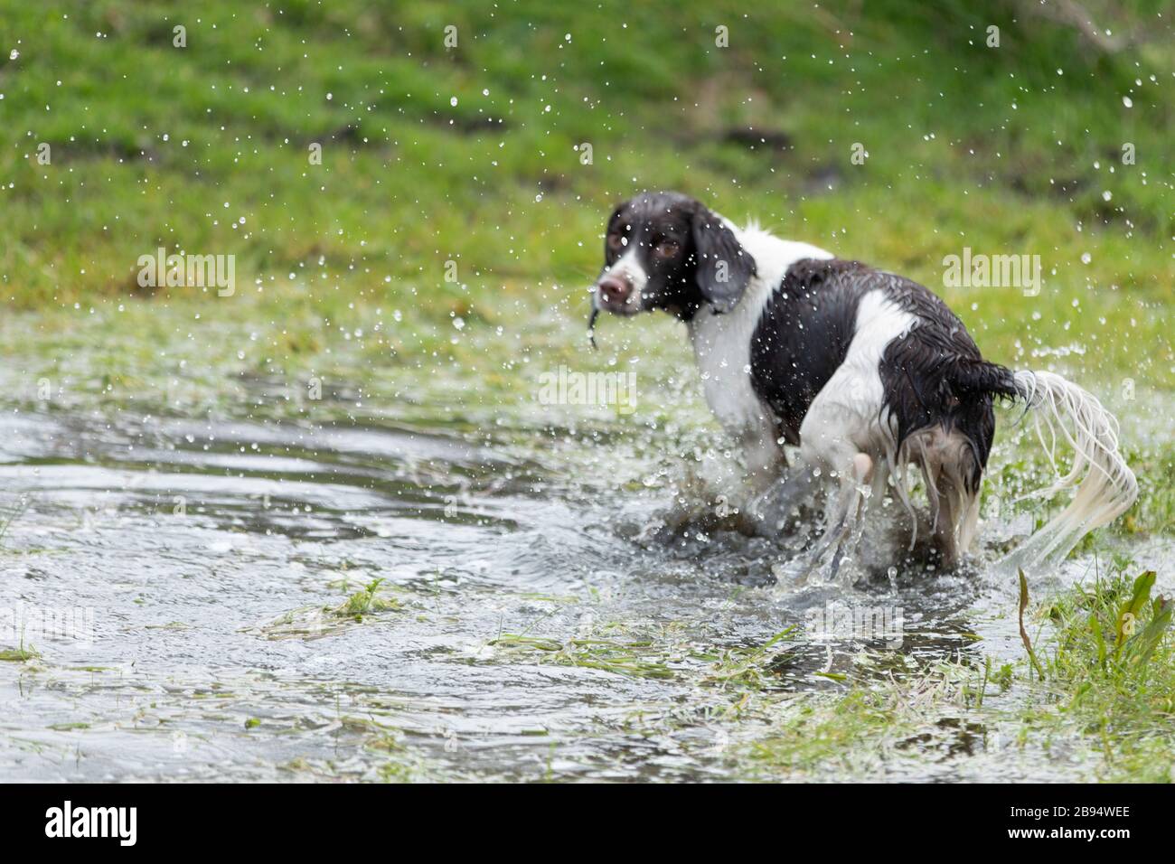 English Springer Spaniel Stock Photo - Alamy