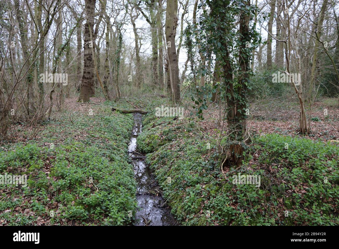 Woodland stream hi-res stock photography and images - Alamy