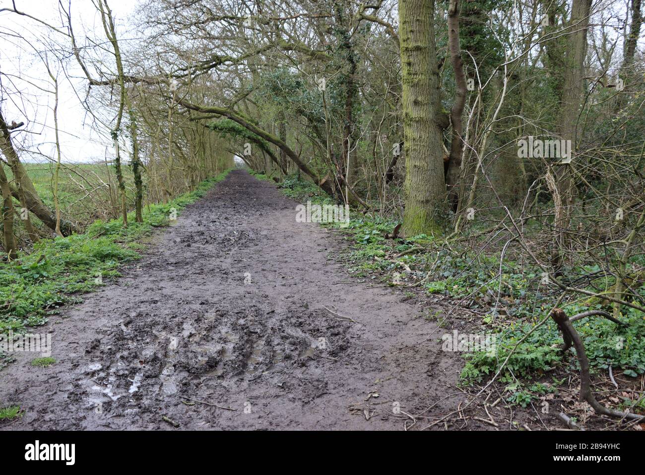 Woodland path trees hi-res stock photography and images - Alamy