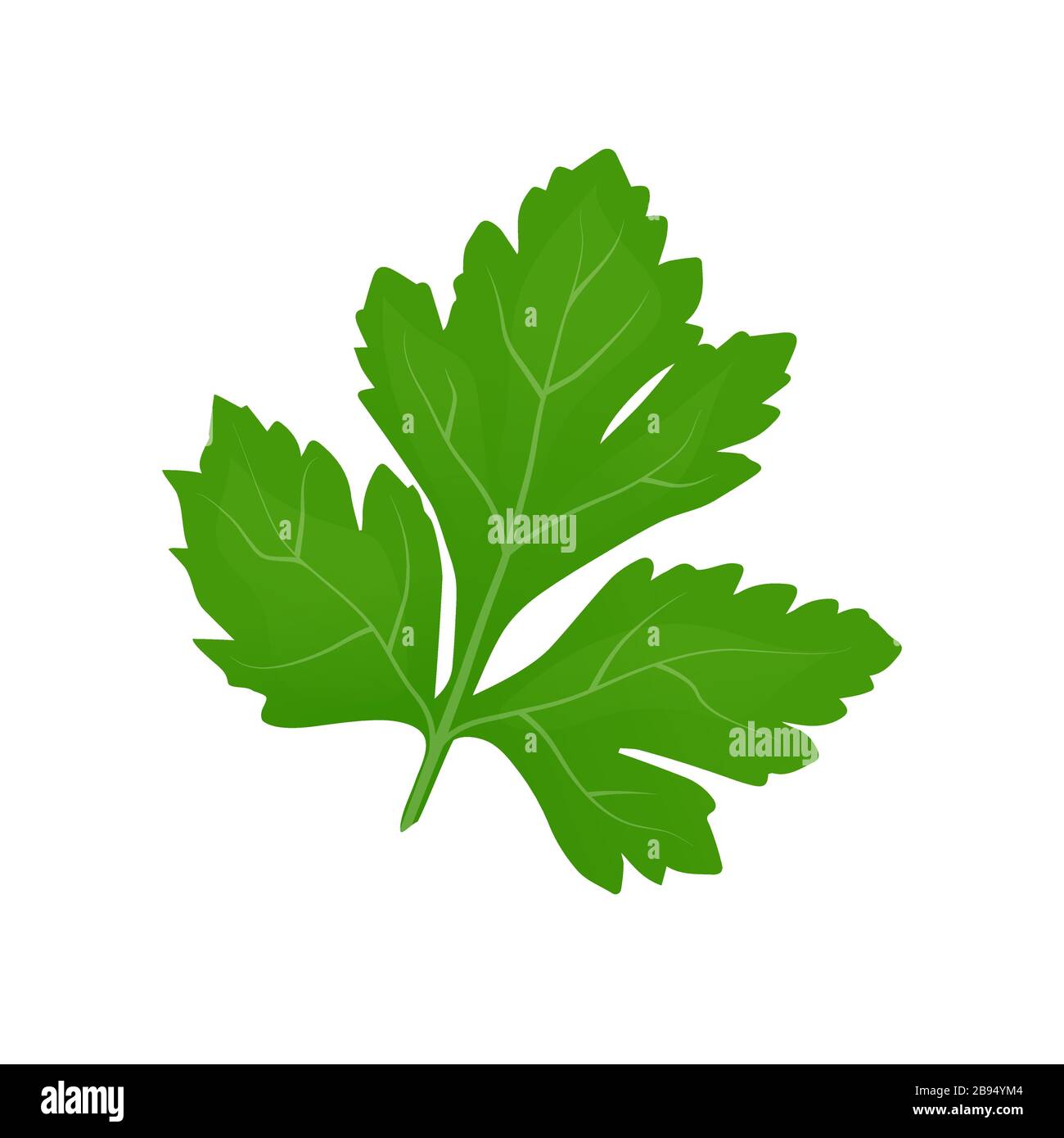 Fresh green parsley leaves on white background. Parsley isolated ...