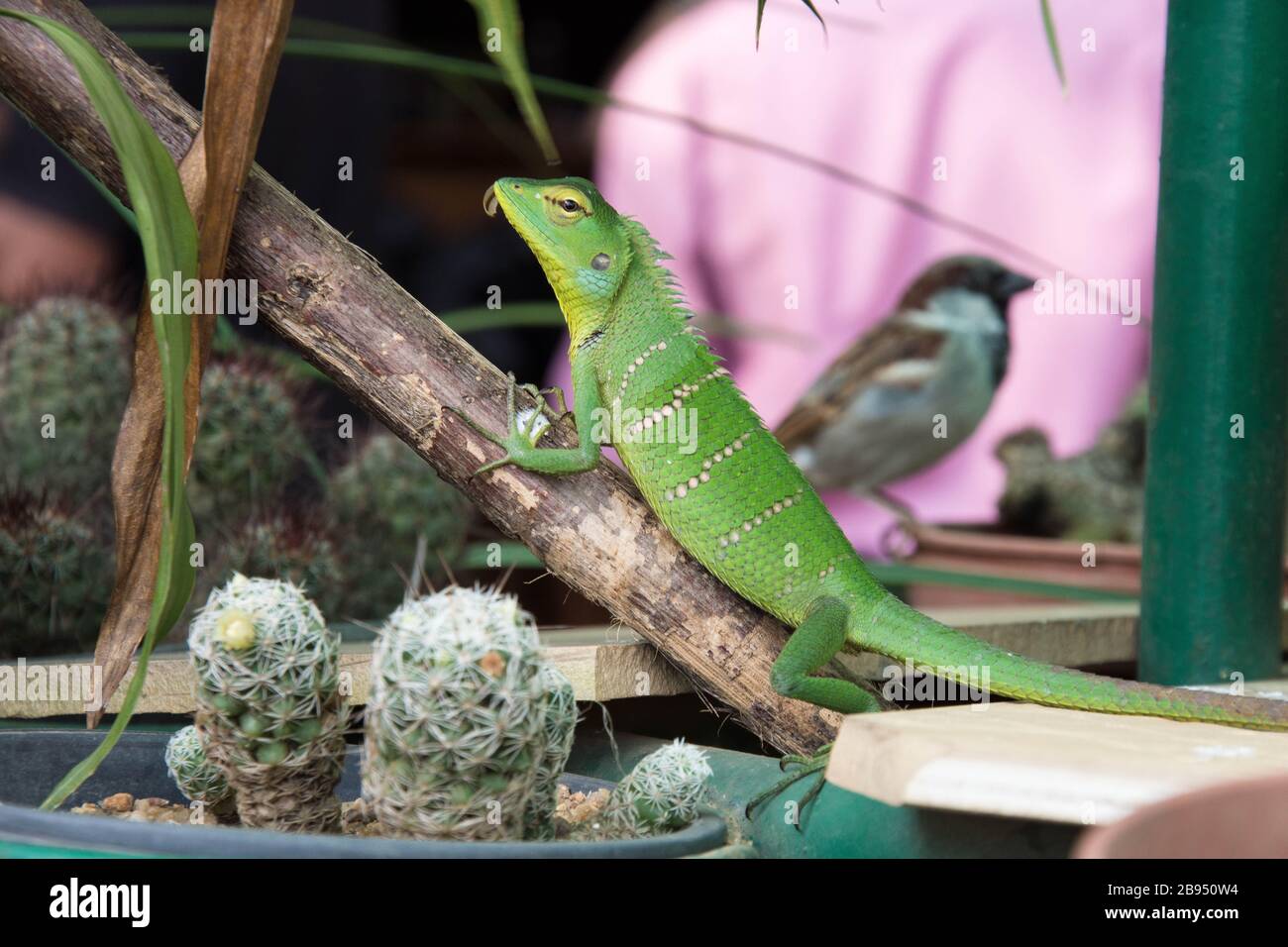 Green lizard and small brown bird, cactus Stock Photo - Alamy