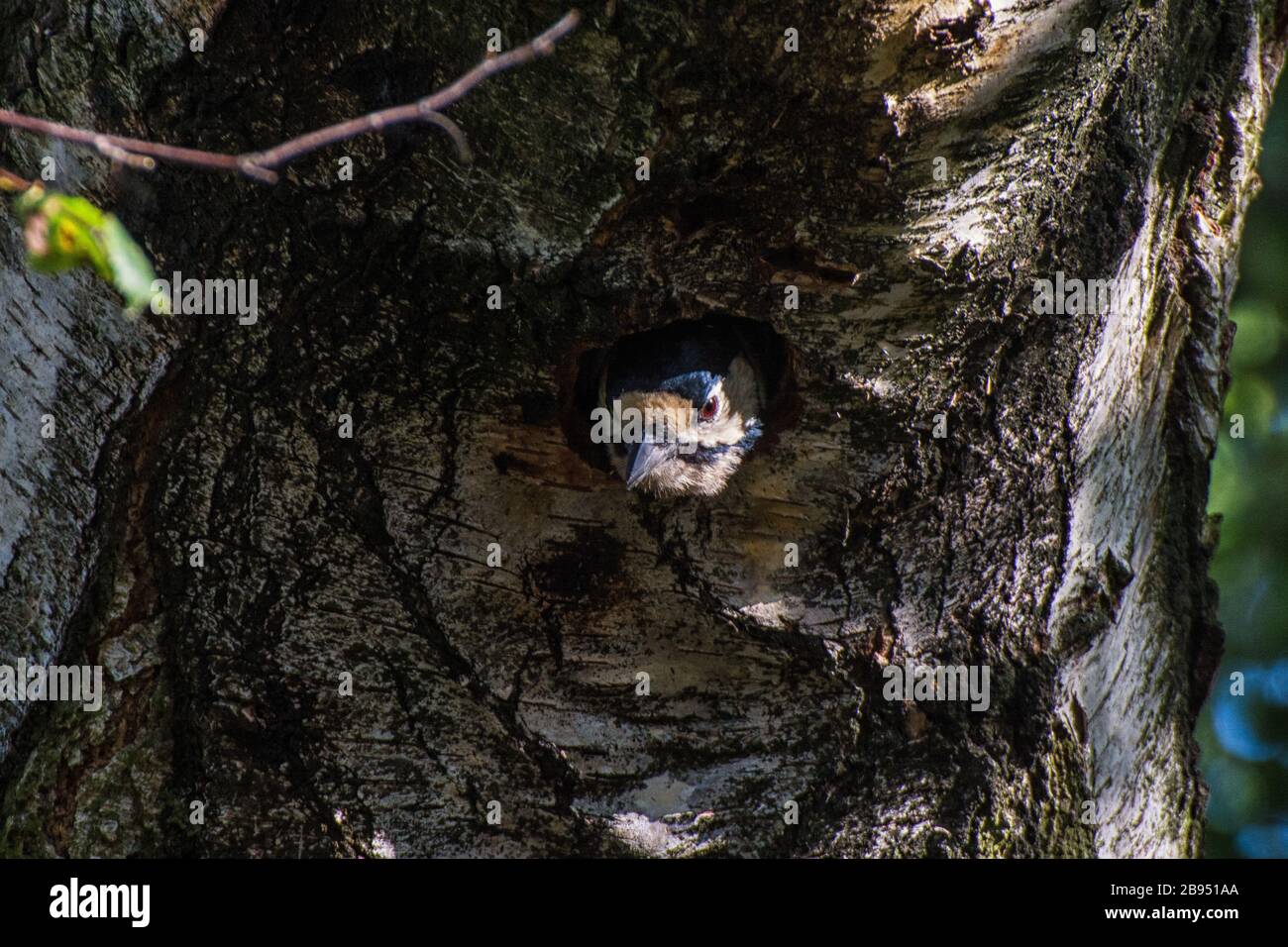 Den building forest hi-res stock photography and images - Alamy