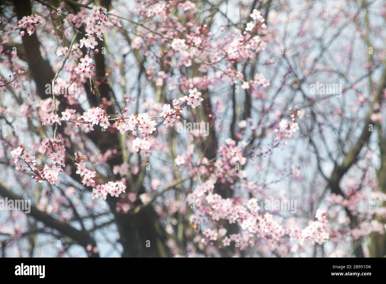 Cherry tree close hi-res stock photography and images - Alamy