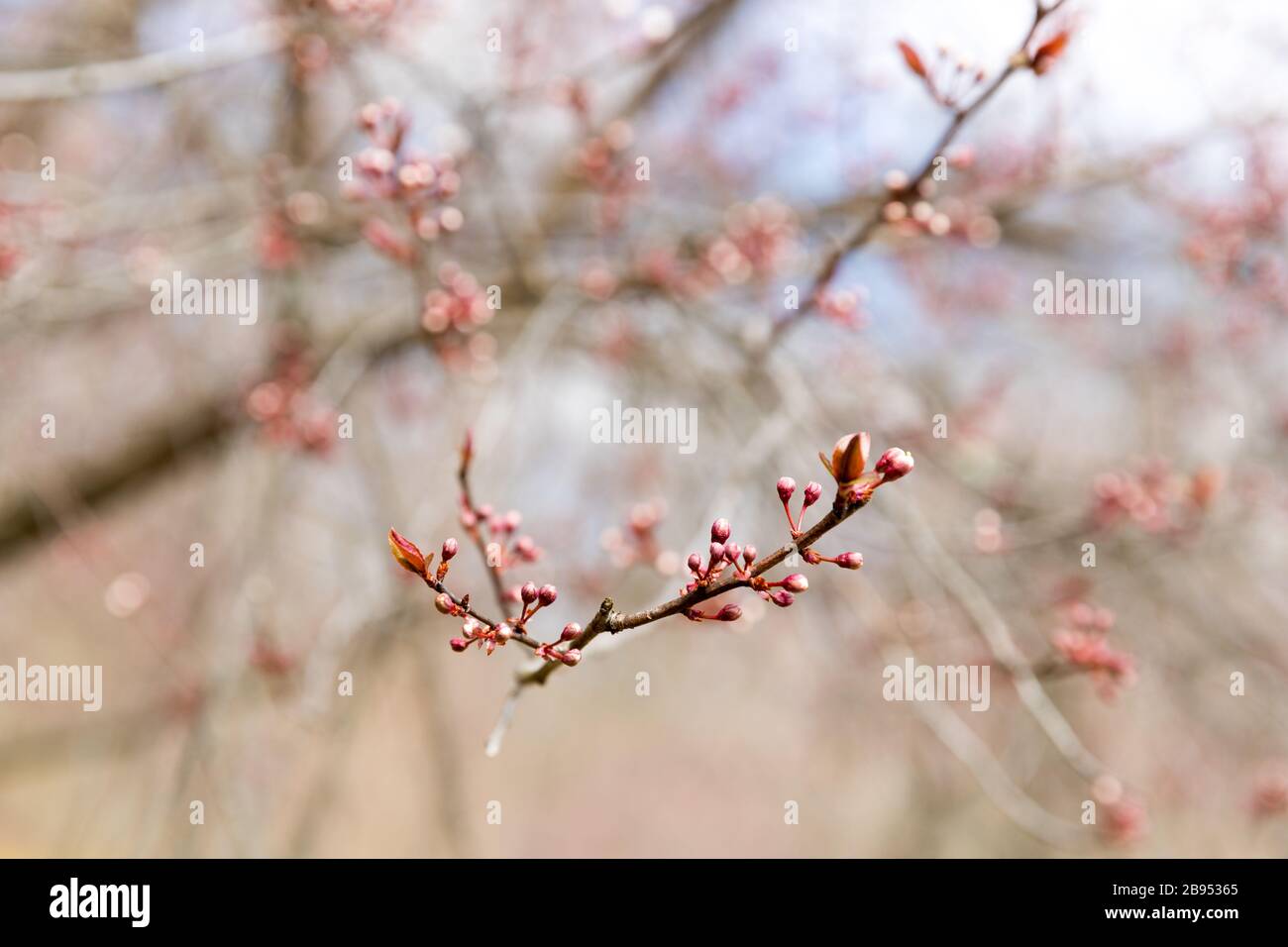 Cherry tree close hi-res stock photography and images - Alamy
