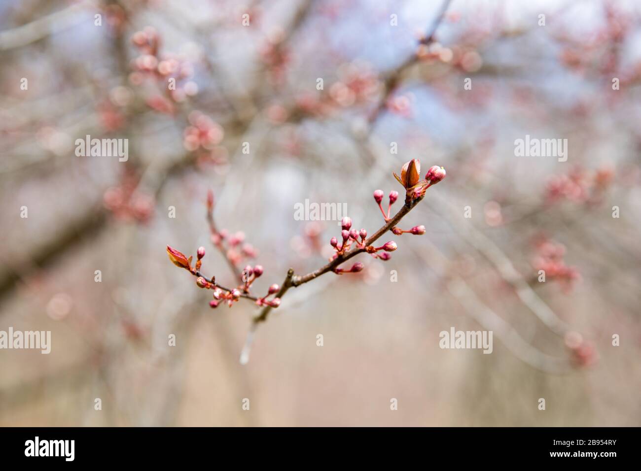 Cherry tree close hi-res stock photography and images - Alamy