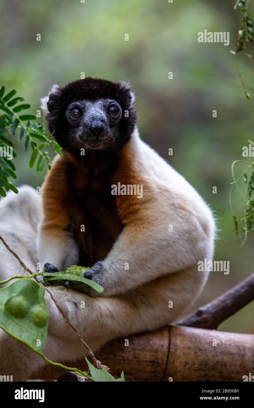 Crowned Sifaka lemur in Madagascar Stock Photo - Alamy