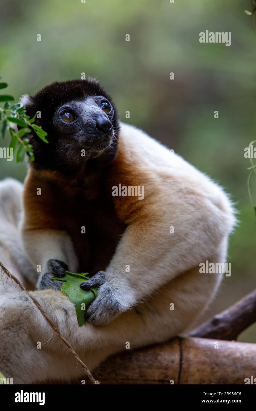 Crowned Sifaka lemur in Madagascar Stock Photo - Alamy
