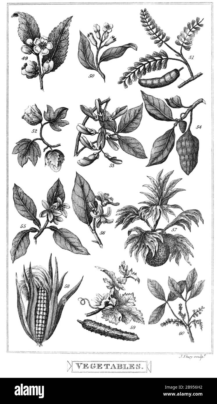 Tea Plant (thea Sinensis) High Resolution Stock Photography and Images ...