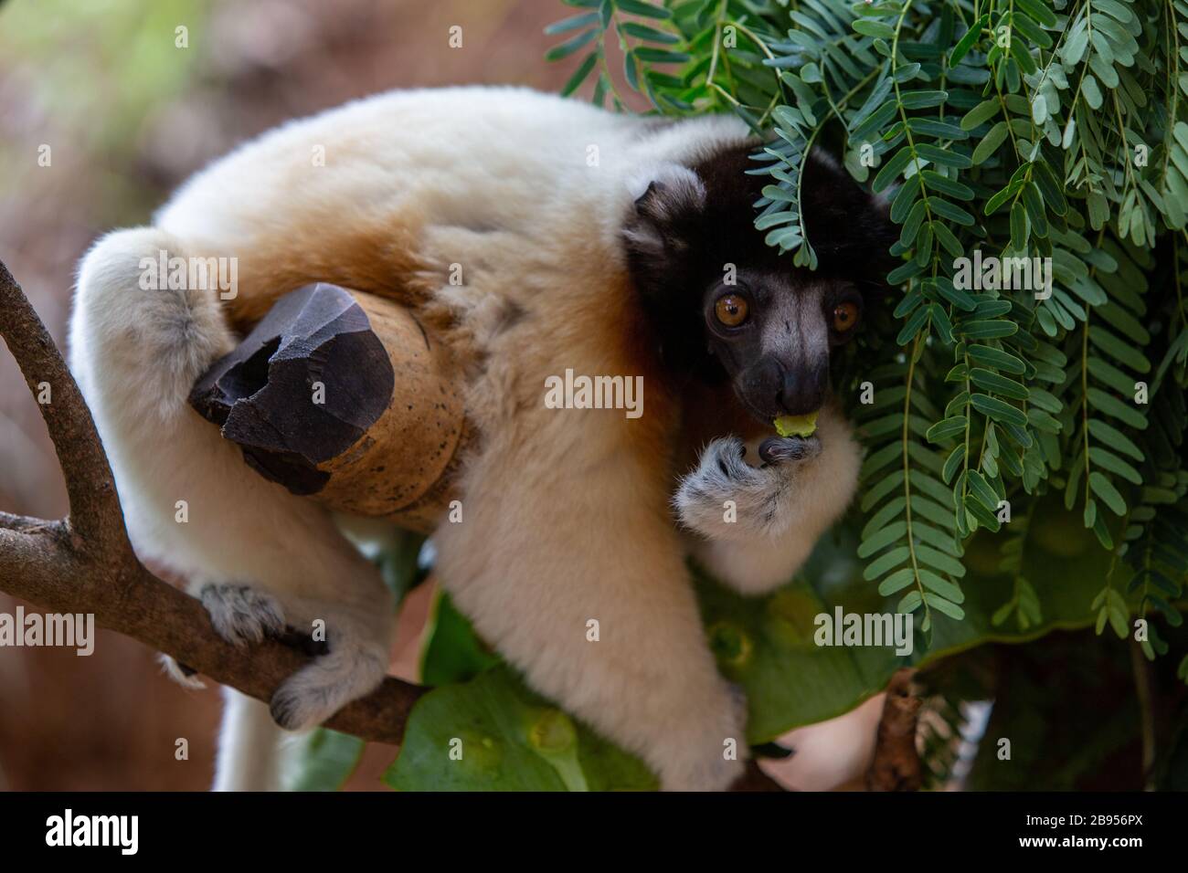 Crowned Sifaka lemur in Madagascar Stock Photo - Alamy