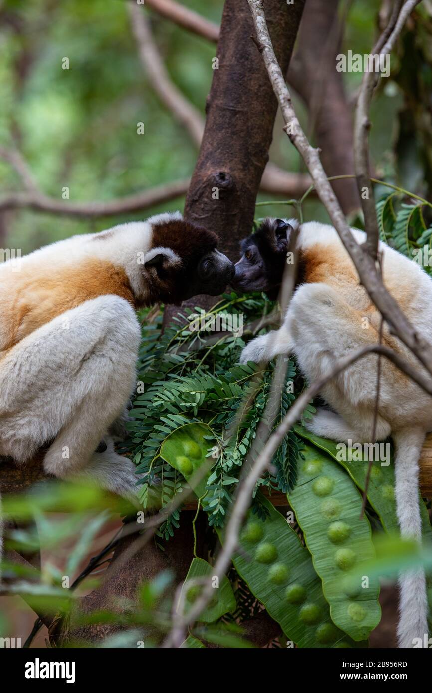 Crowned Sifaka lemur in Madagascar Stock Photo - Alamy