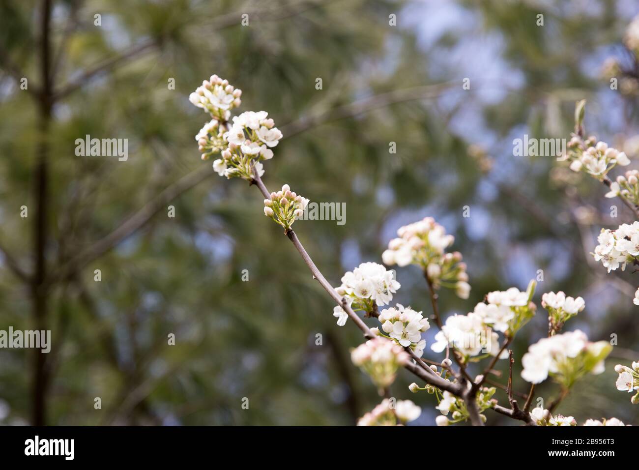 Cherry tree close hi-res stock photography and images - Alamy