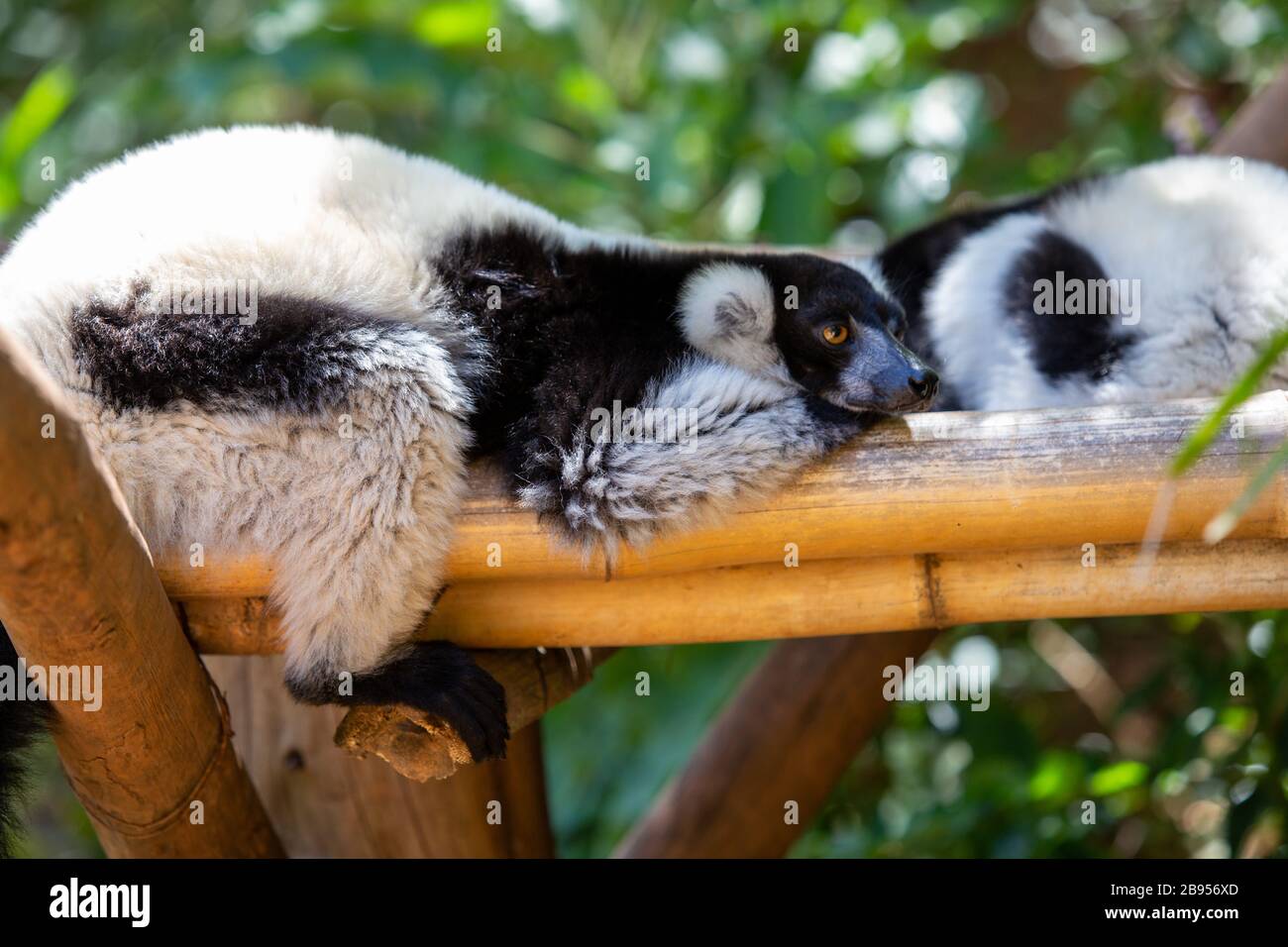 Black and white ruffed lemur in Madagascar Stock Photo - Alamy