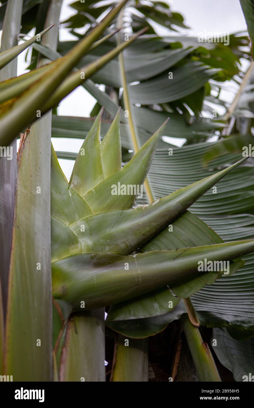Ravenala madagascariensis, commonly known as the traveller's tree ...