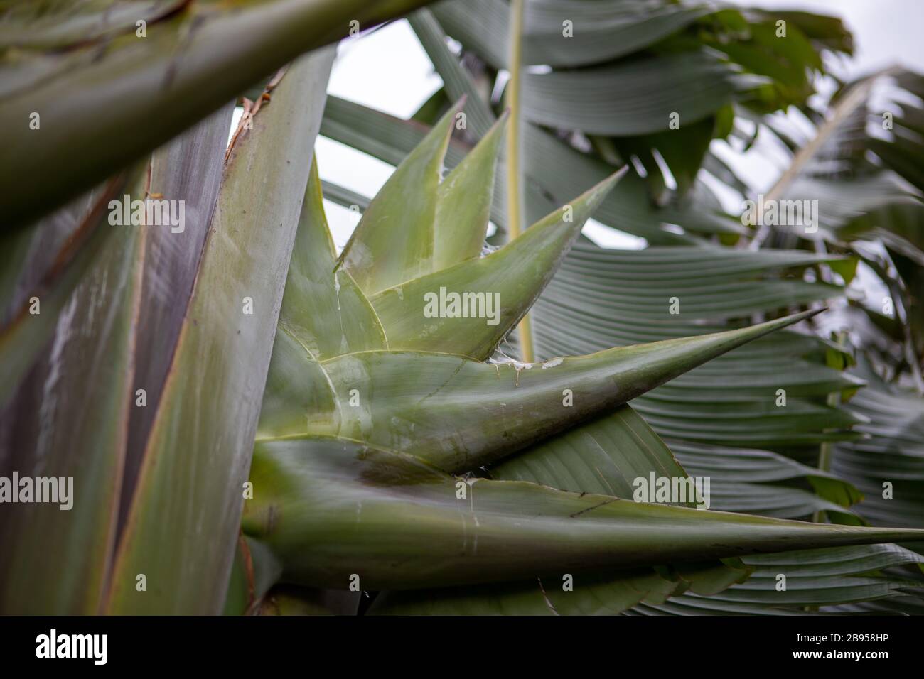 Ravenala madagascariensis, commonly known as the traveller's tree ...