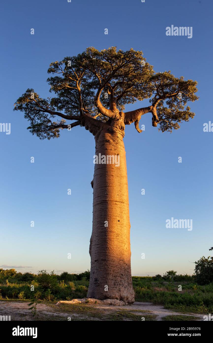 African tree baobab alley sunset madagascar hi-res stock photography ...