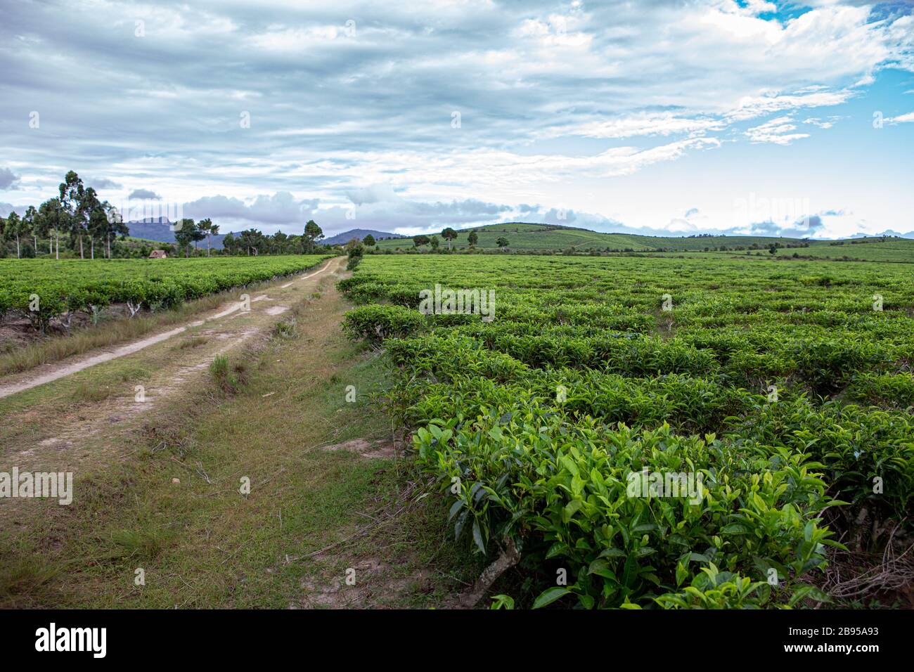 How to grow tea leaves hi-res stock photography and images - Alamy