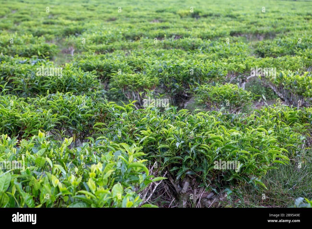 Hill countryside tea plantations hi-res stock photography and images ...