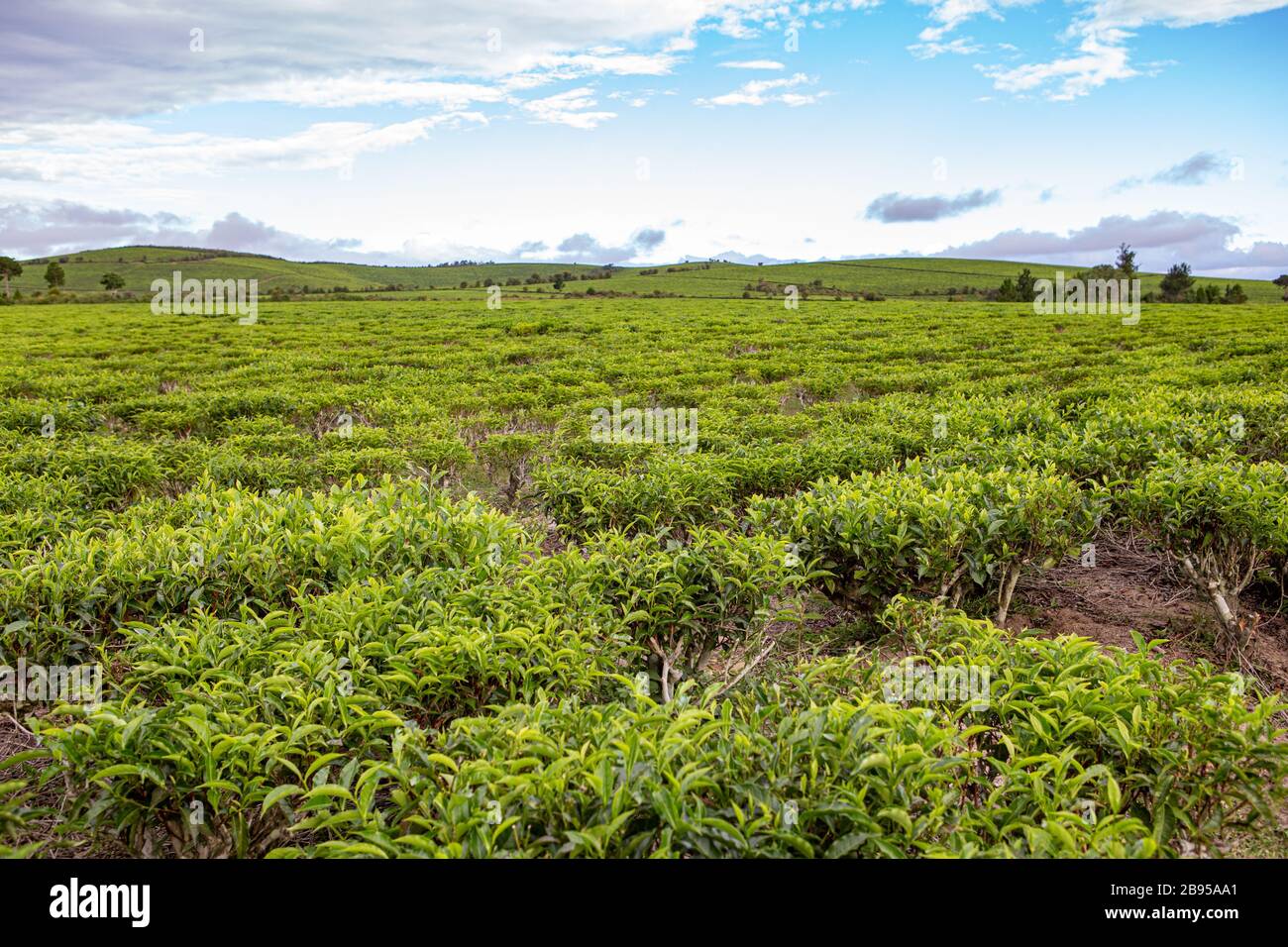 Hill countryside tea plantations hi-res stock photography and images ...