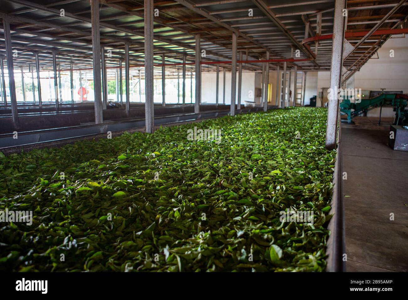Factory for tea collection, drying and packaging in Sahambavy ...
