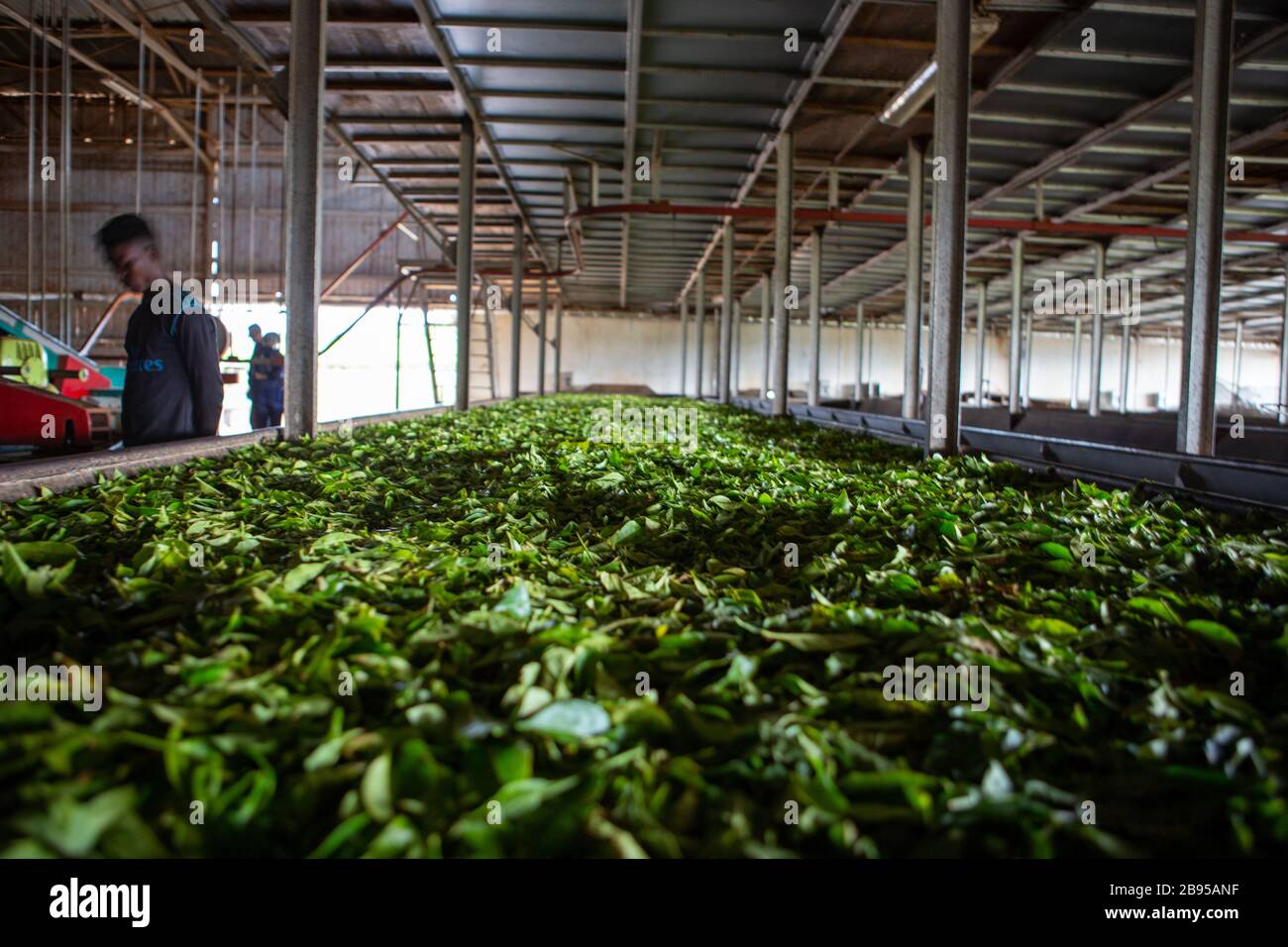 Tea manufacturing hi-res stock photography and images - Alamy