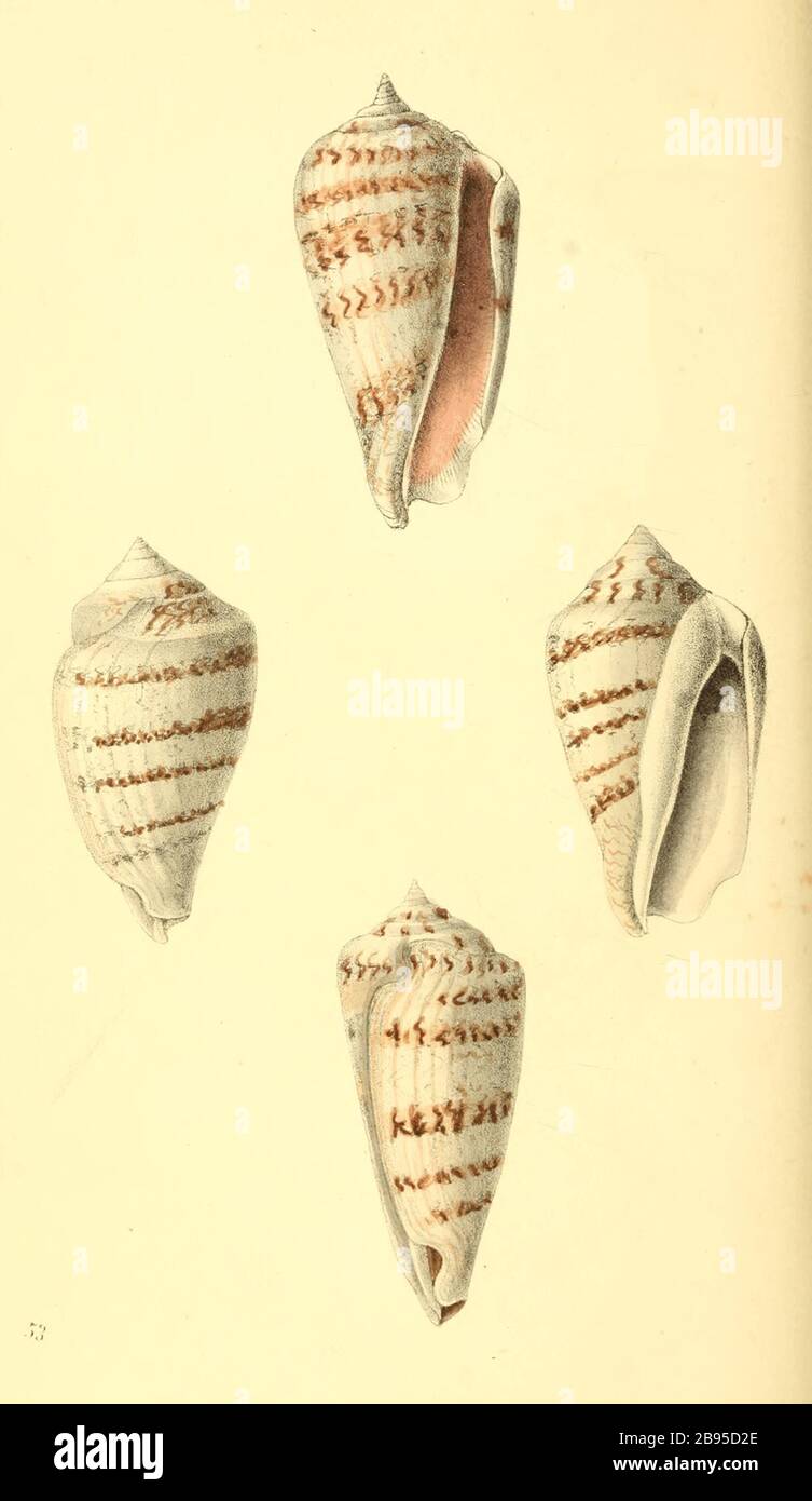 Scarlet mouthed hi-res stock photography and images - Alamy