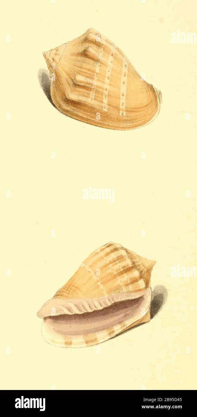 Volute iii hi-res stock photography and images - Alamy