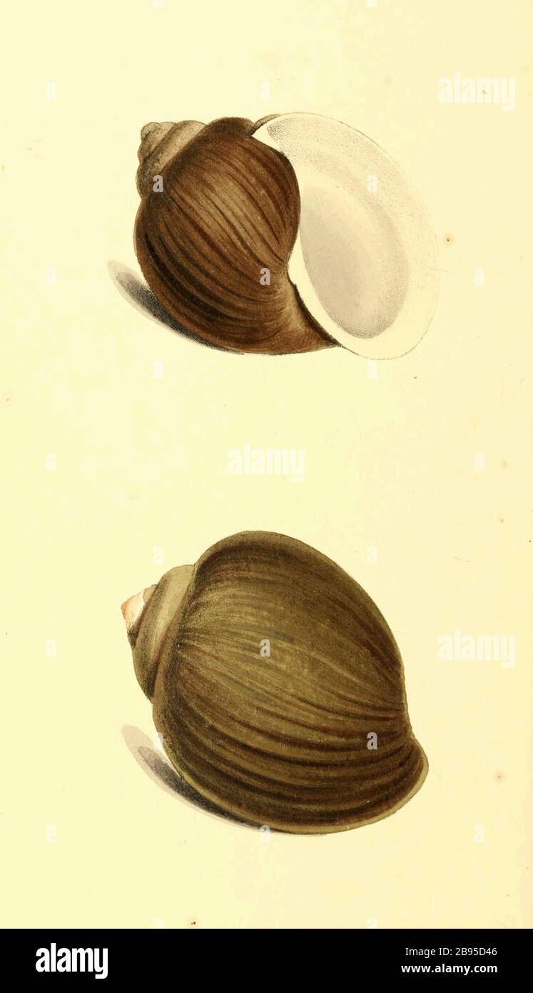 Leucostoma hi-res stock photography and images - Alamy