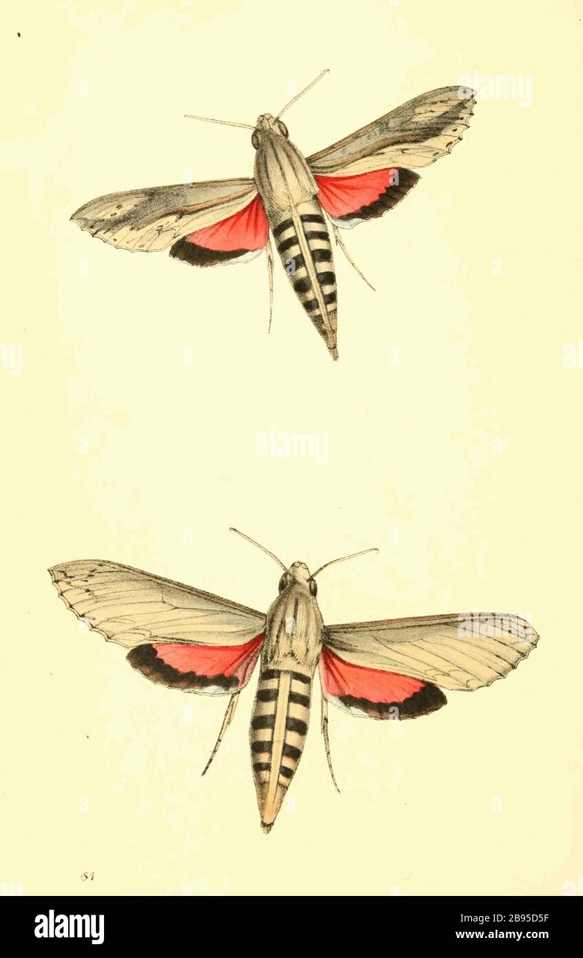 Ello ello ello hi-res stock photography and images - Alamy