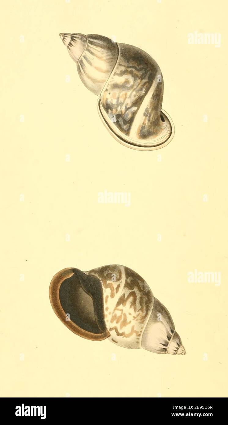 Bulimus melastomus hi-res stock photography and images - Alamy