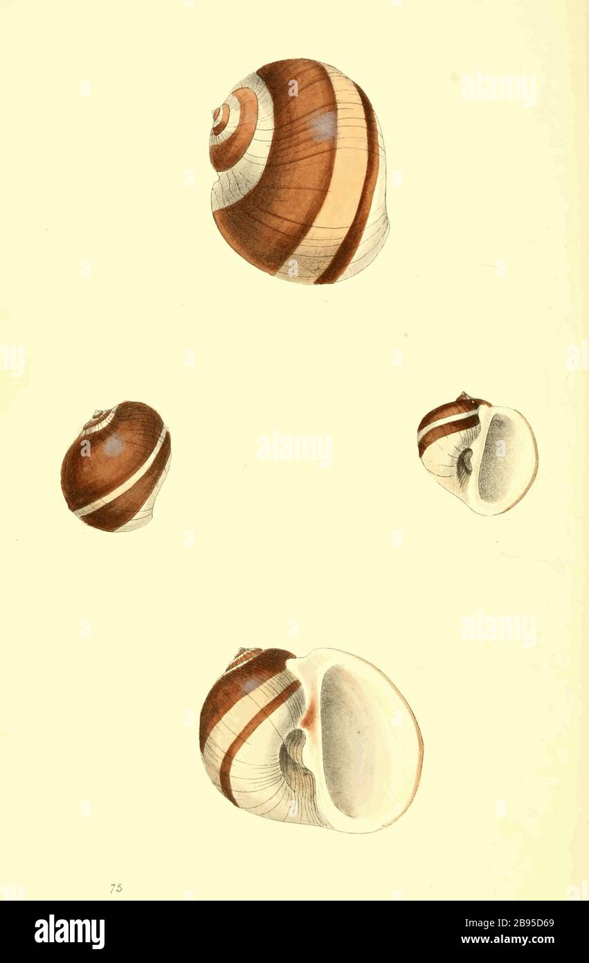 Striking plate hi-res stock photography and images - Alamy