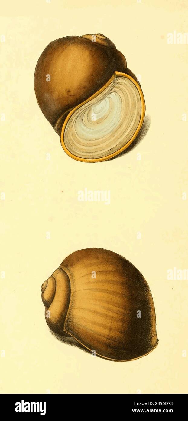 English apple illustrations hi-res stock photography and images - Alamy