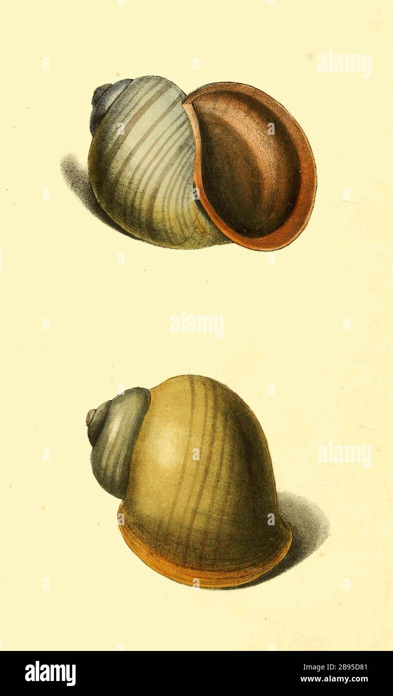 Purple apple snail hi-res stock photography and images - Alamy