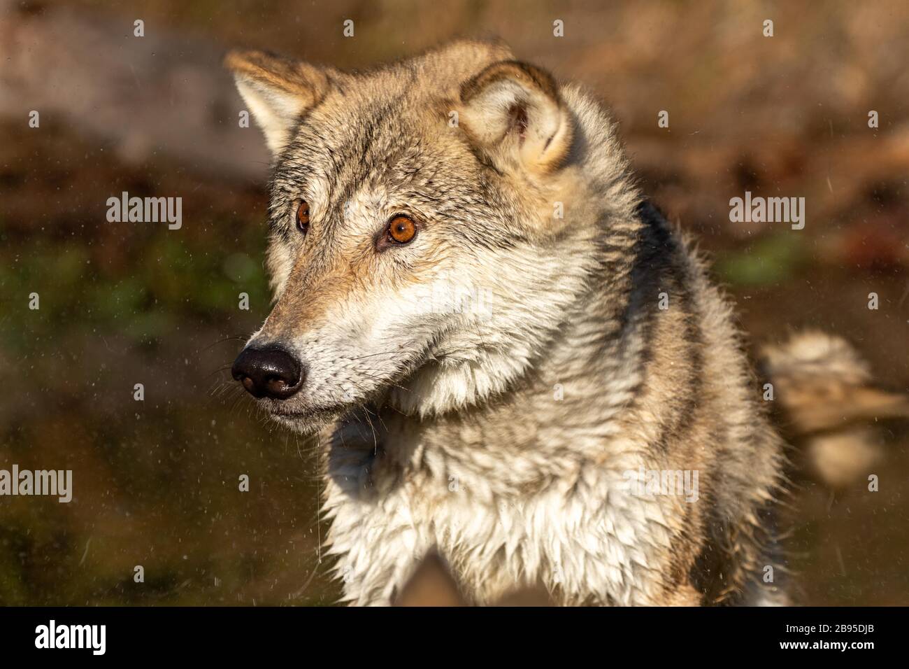 Adult timber wolf at Triple D in Montana Stock Photo - Alamy