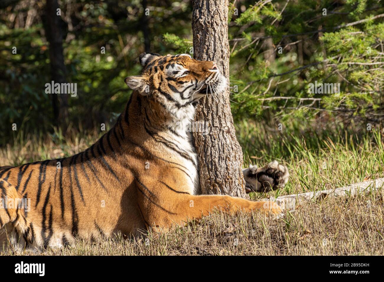 Siberian tiger scratching its head on a tree at Triple D in Montana ...