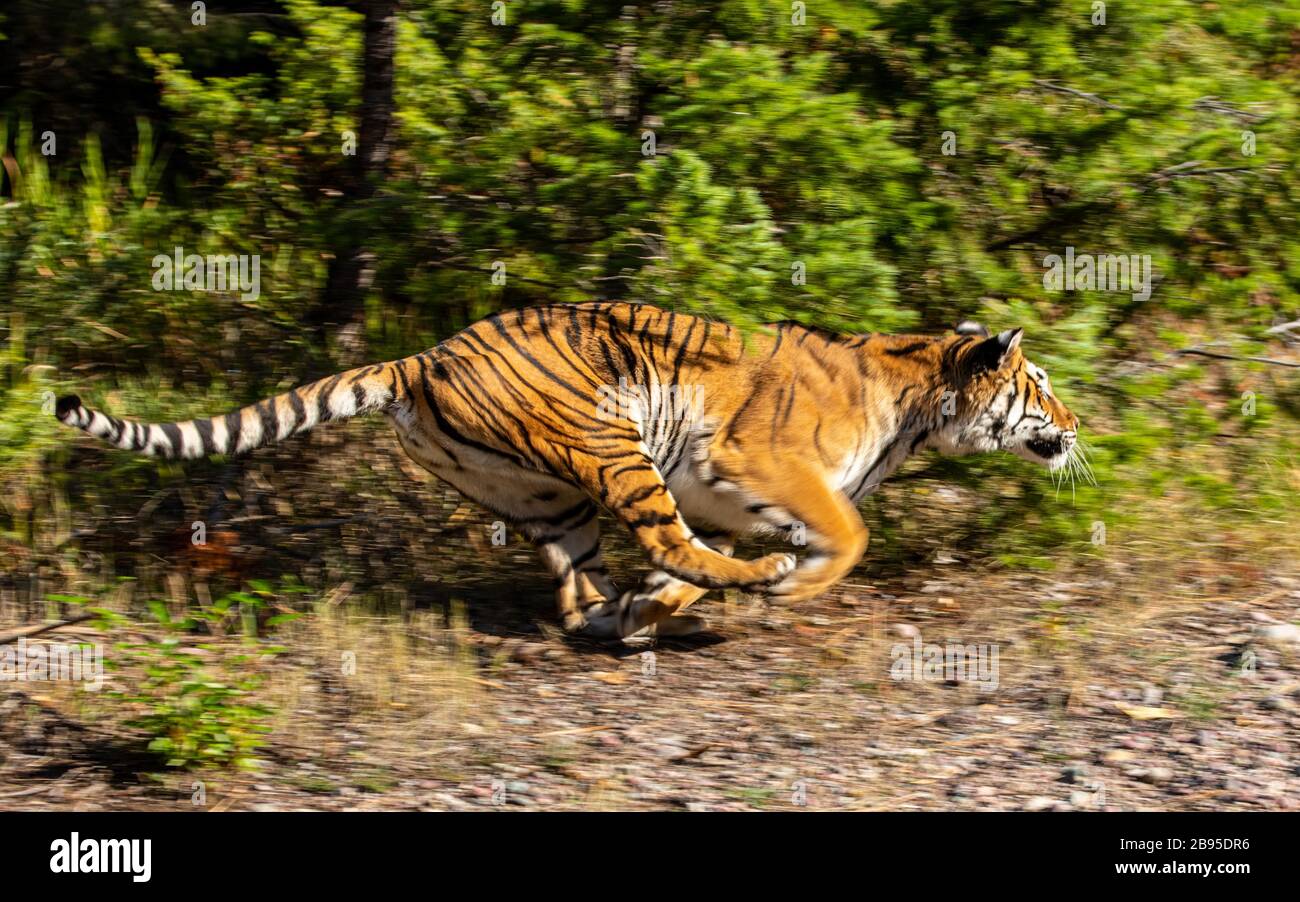 Tiger running hi-res stock photography and images - Alamy