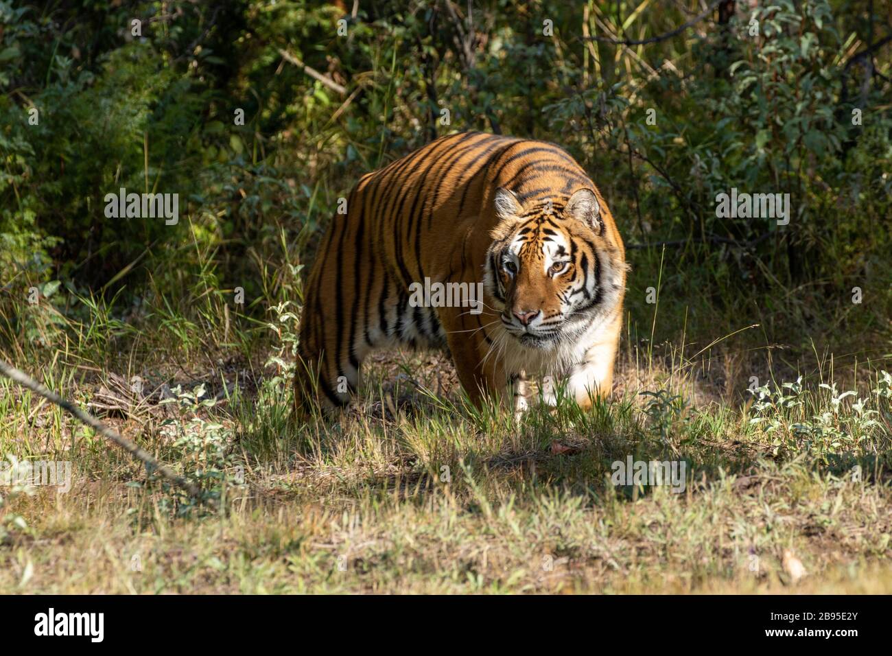 Tiger on the prowl hi-res stock photography and images - Alamy
