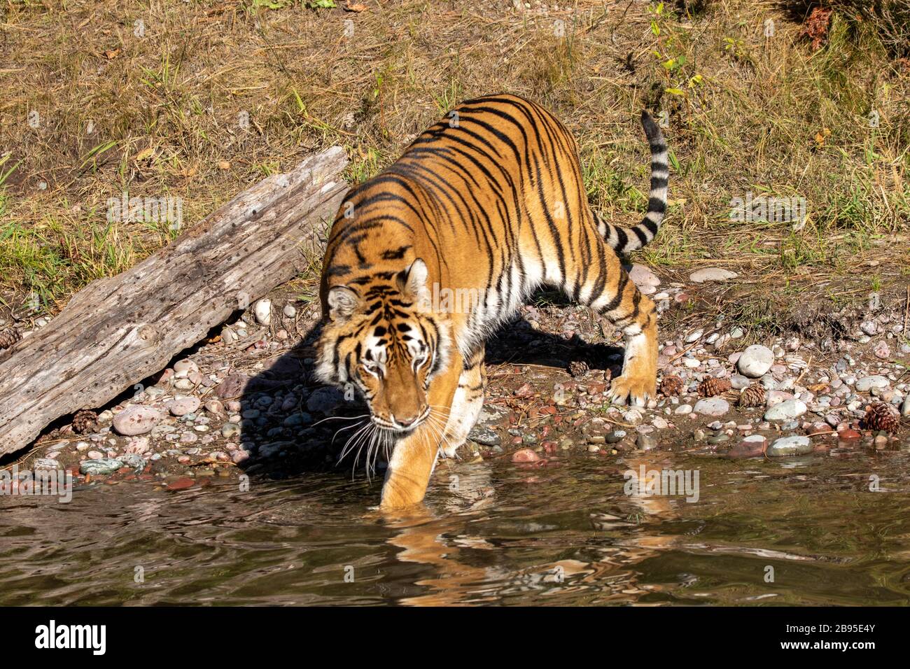 Siberian tiger stepping into a watering hole at Triple D in Montana ...