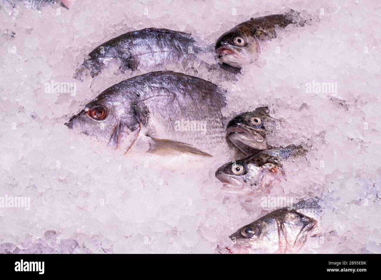 Raw saltwater fish hi-res stock photography and images - Alamy