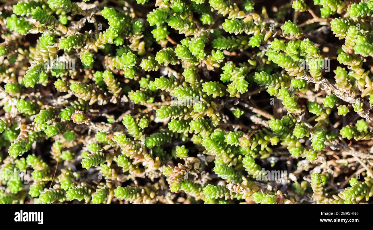 Green background with small sedum succulents in the garden. Nature ...